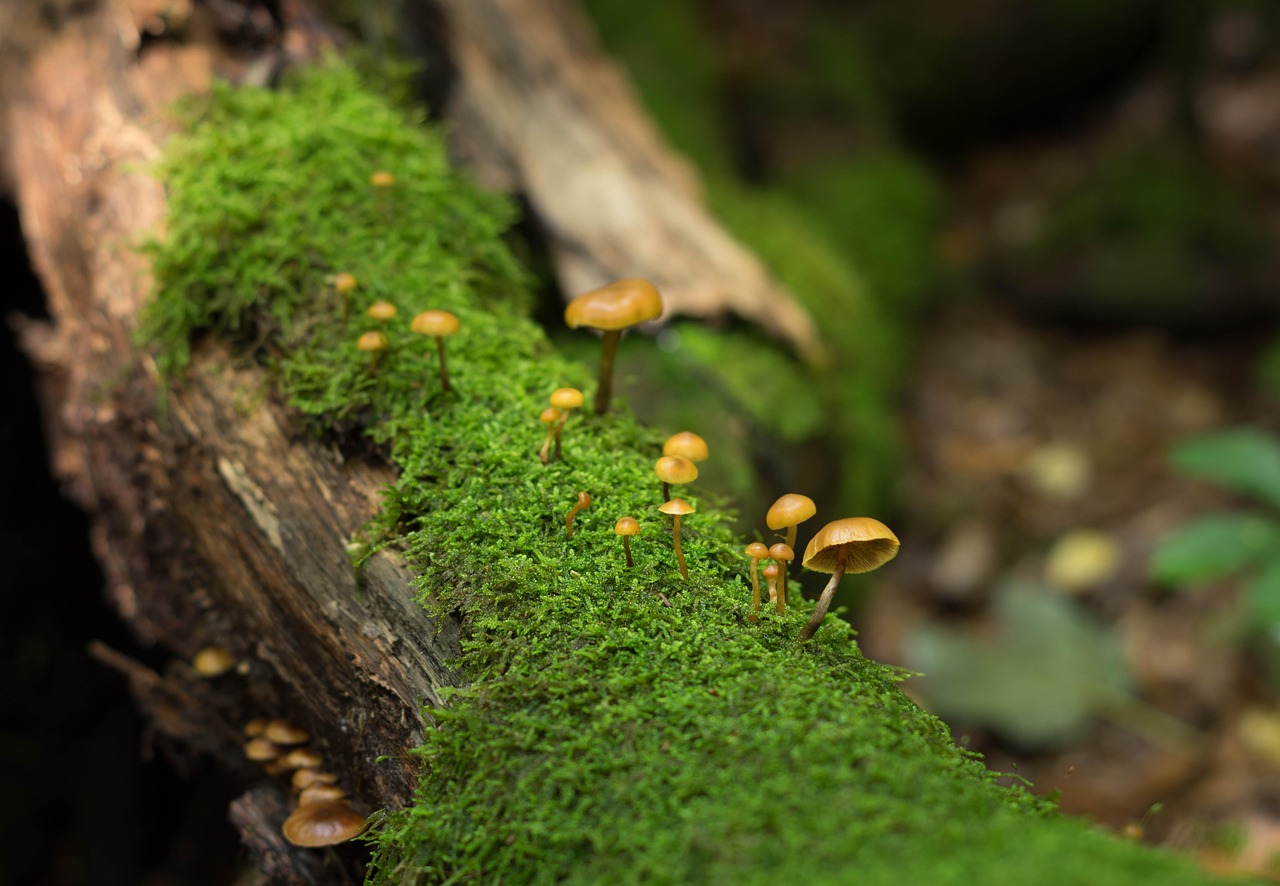 Pilz Natur - Kostenloses Foto auf Pixabay - Pixabay