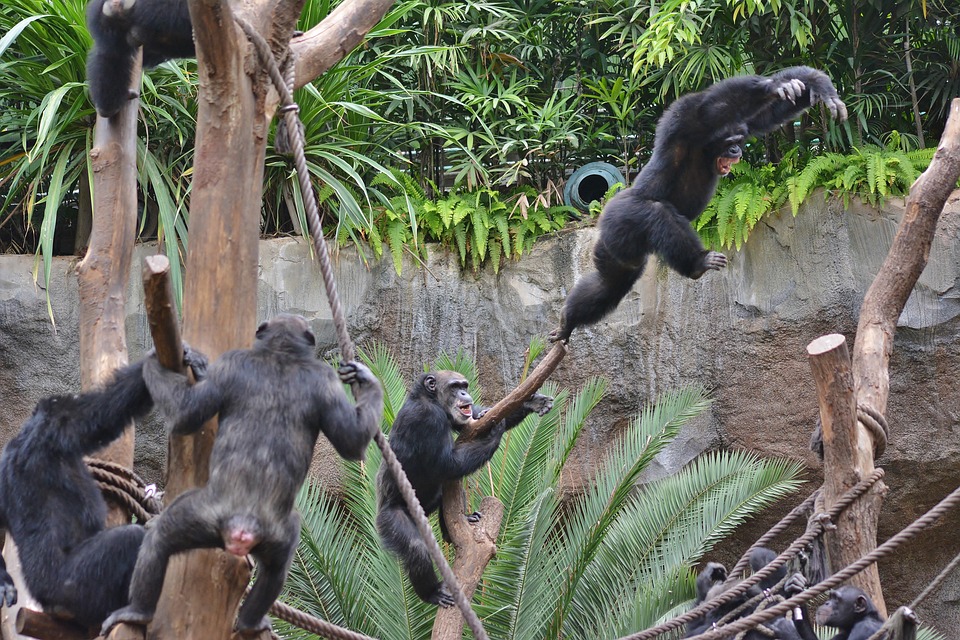 Zoo Affen Jungtier - Kostenloses Foto auf Pixabay - Pixabay