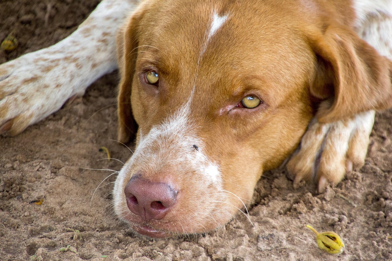 Cachorro Dog Cão - Foto gratuita no Pixabay - Pixabay