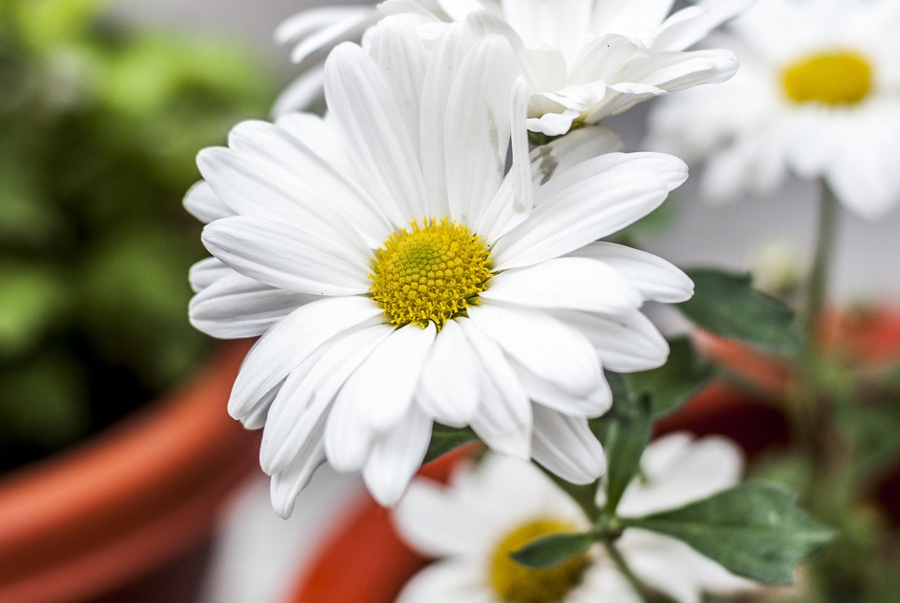 Bunga Cantik Alam - Foto gratis di Pixabay - Pixabay