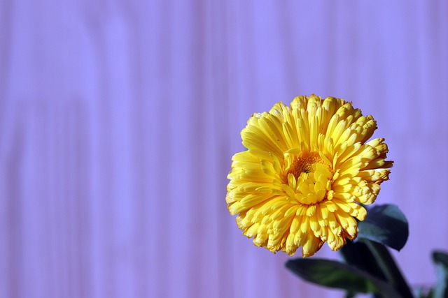 Flor Belleza Naturaleza - Foto gratis en Pixabay - Pixabay