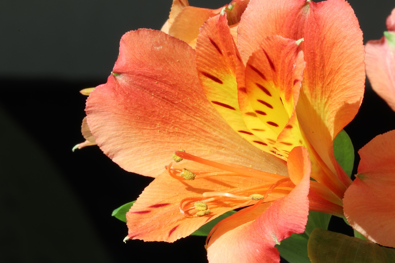 80+ Free Congrats & Nature Images - Pixabay