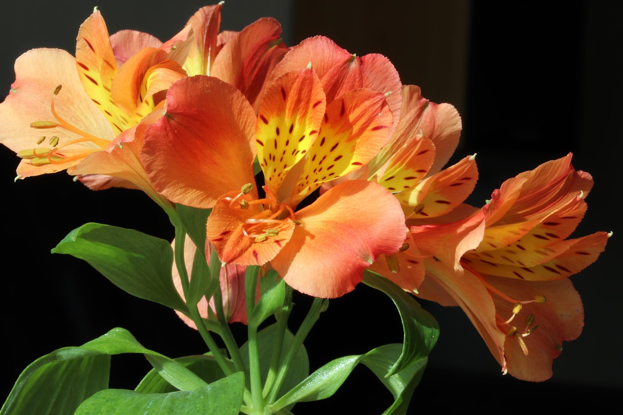 Flor Belleza Naturaleza - Foto gratis en Pixabay - Pixabay