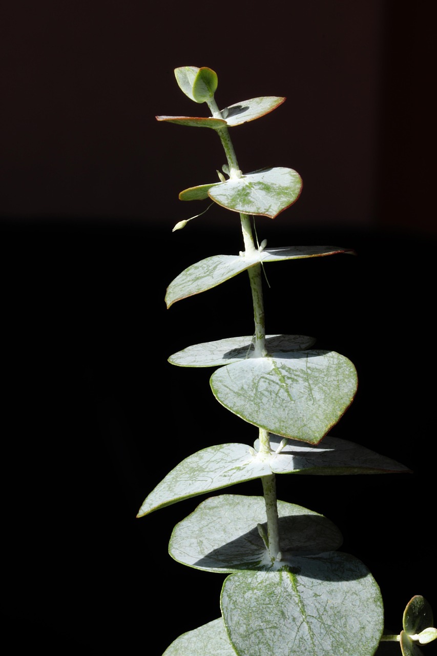 80+ Free Congrats & Nature Images - Pixabay
