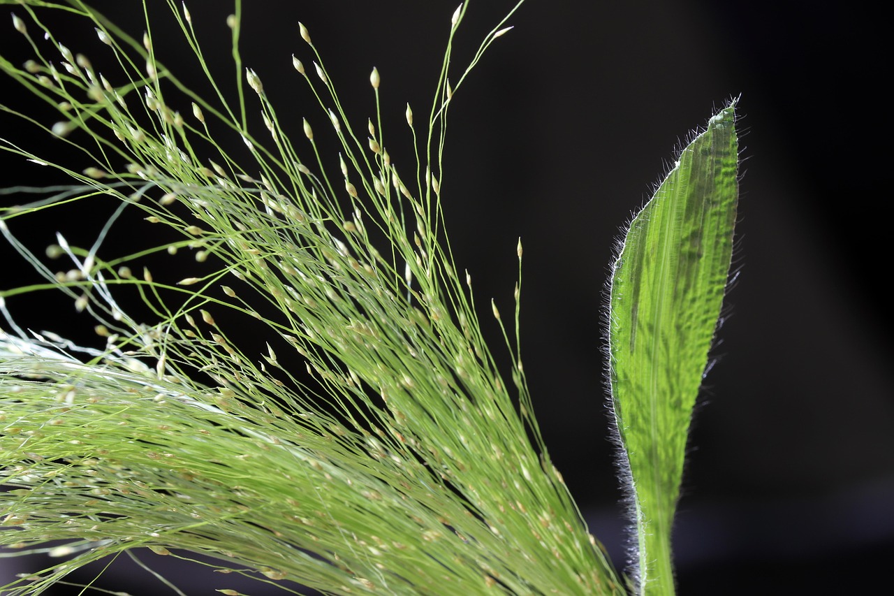80+ Free Congrats & Nature Images - Pixabay