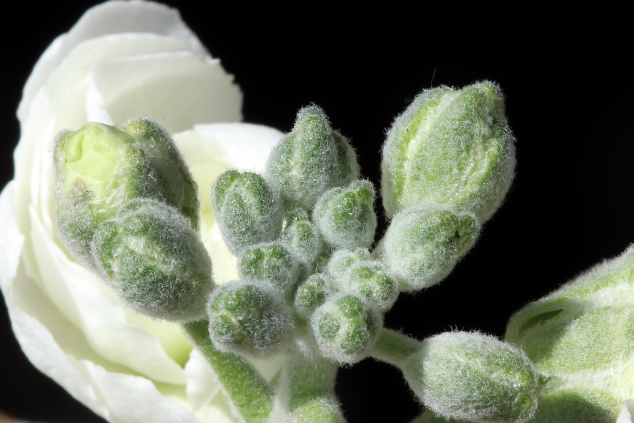 80+ Free Congrats & Nature Images - Pixabay