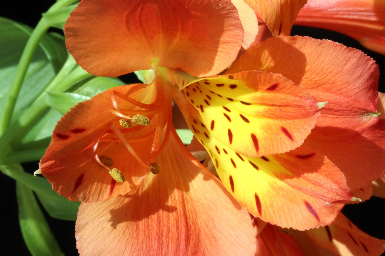 80+ Free Congrats & Nature Images - Pixabay