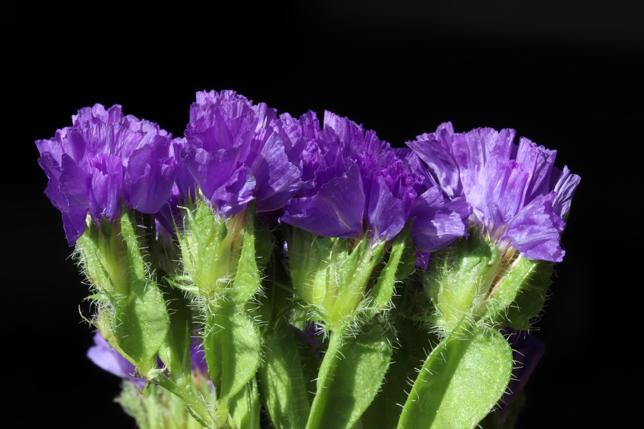 80+ Free Congrats & Nature Images - Pixabay