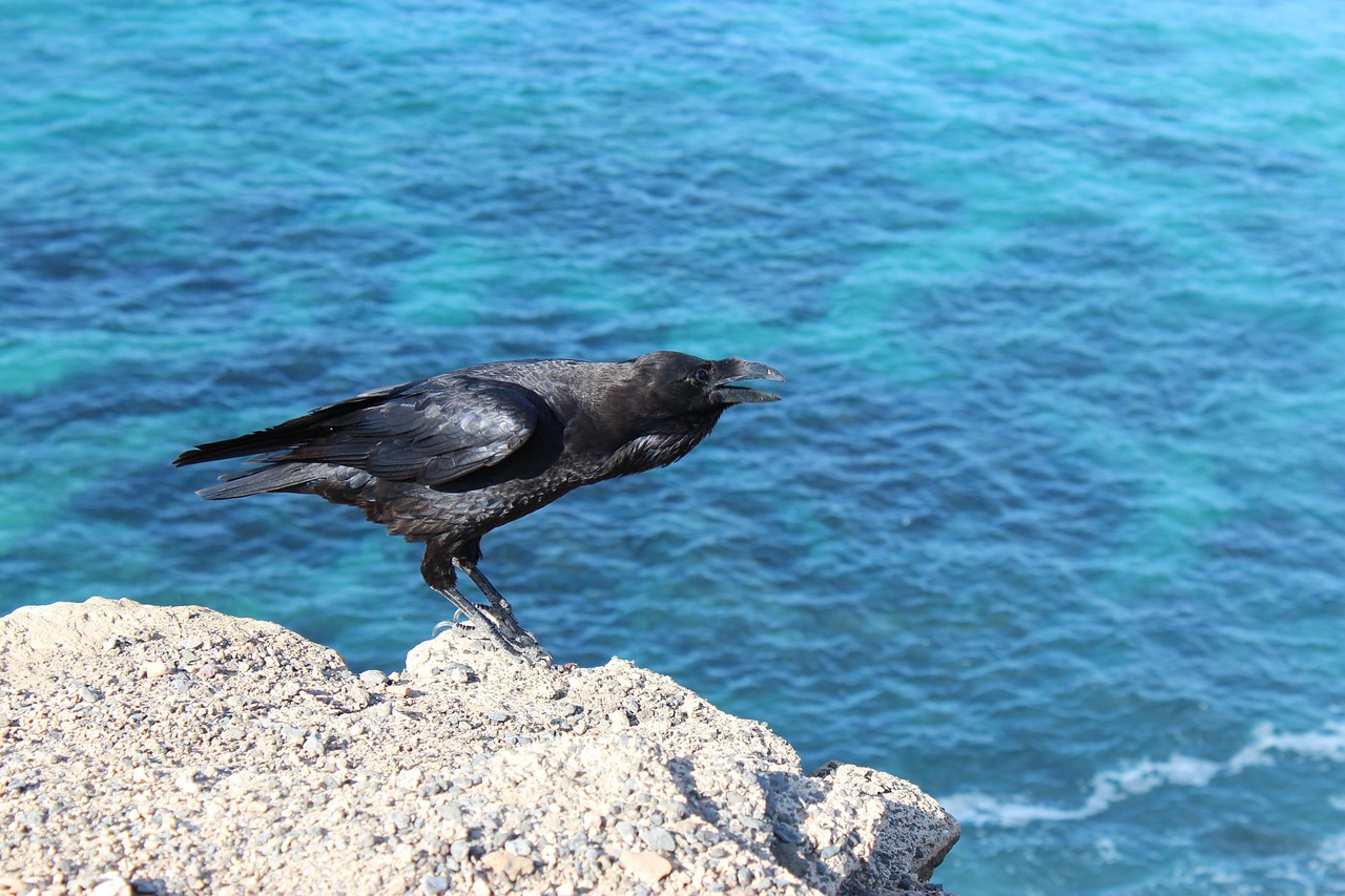 Bird Crow Water - Free photo on Pixabay - Pixabay