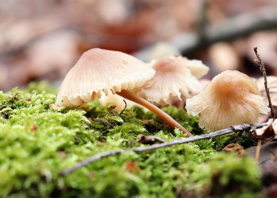 La Nature Forêt Champignons - Photo gratuite sur Pixabay - Pixabay