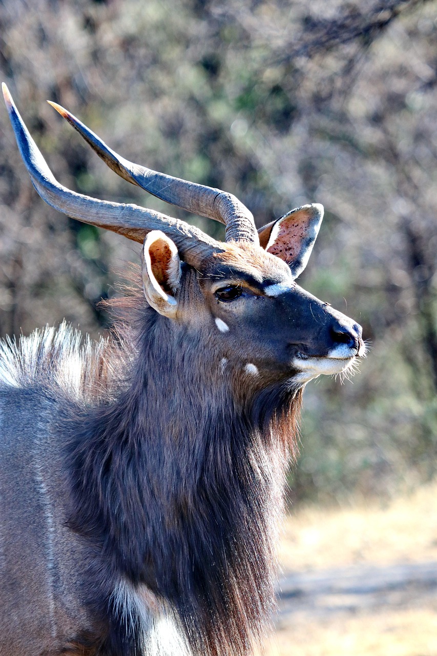 Nyala Taureau Masculin - Photo gratuite sur Pixabay - Pixabay