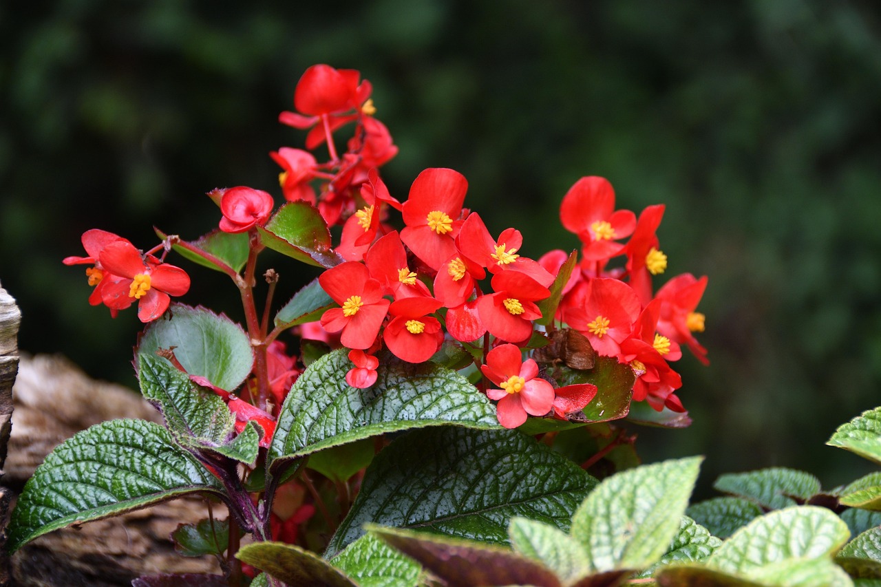 Flowers Red Garden - Free photo on Pixabay