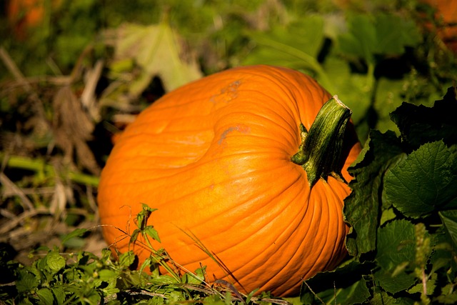Natureza Queda Laranja - Foto gratuita no Pixabay - Pixabay