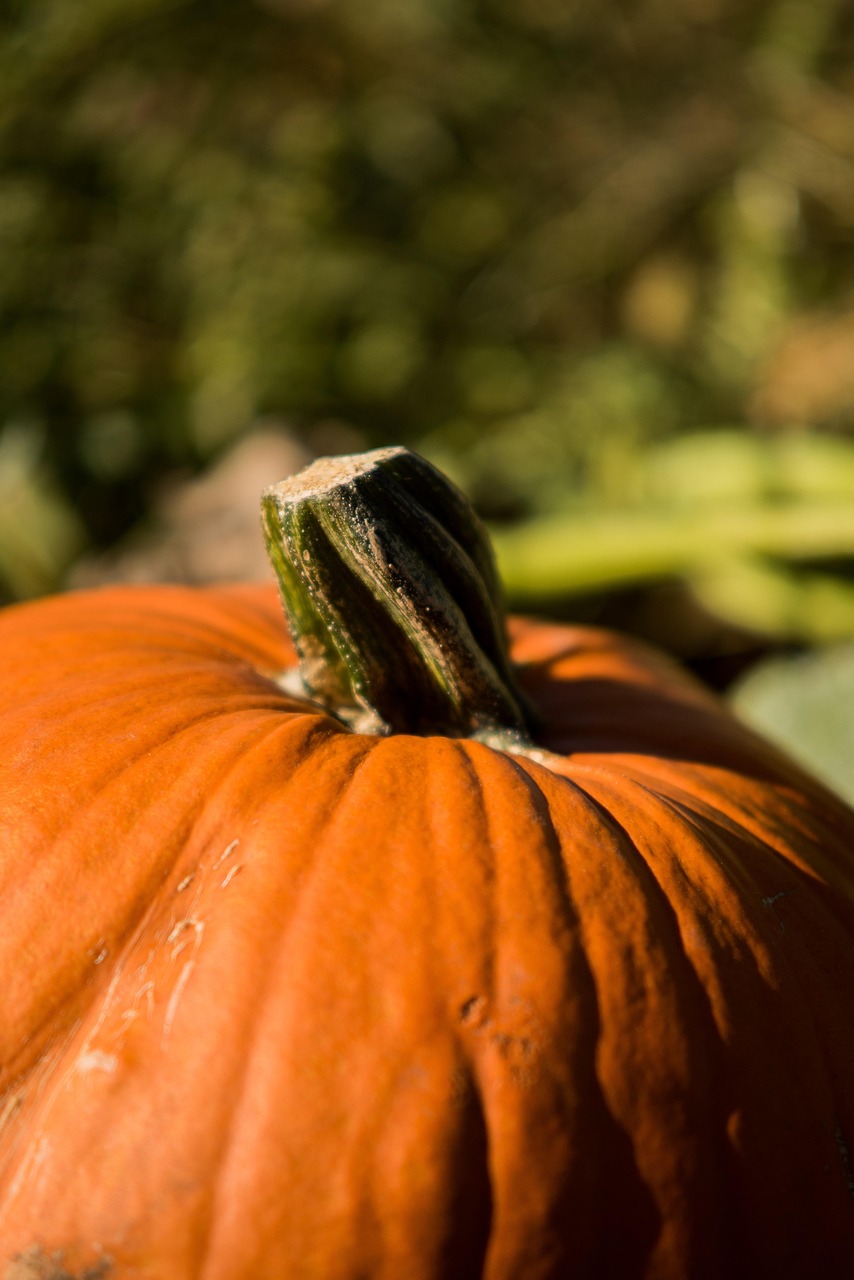 Pumpkin Nature Fall - Free photo on Pixabay - Pixabay