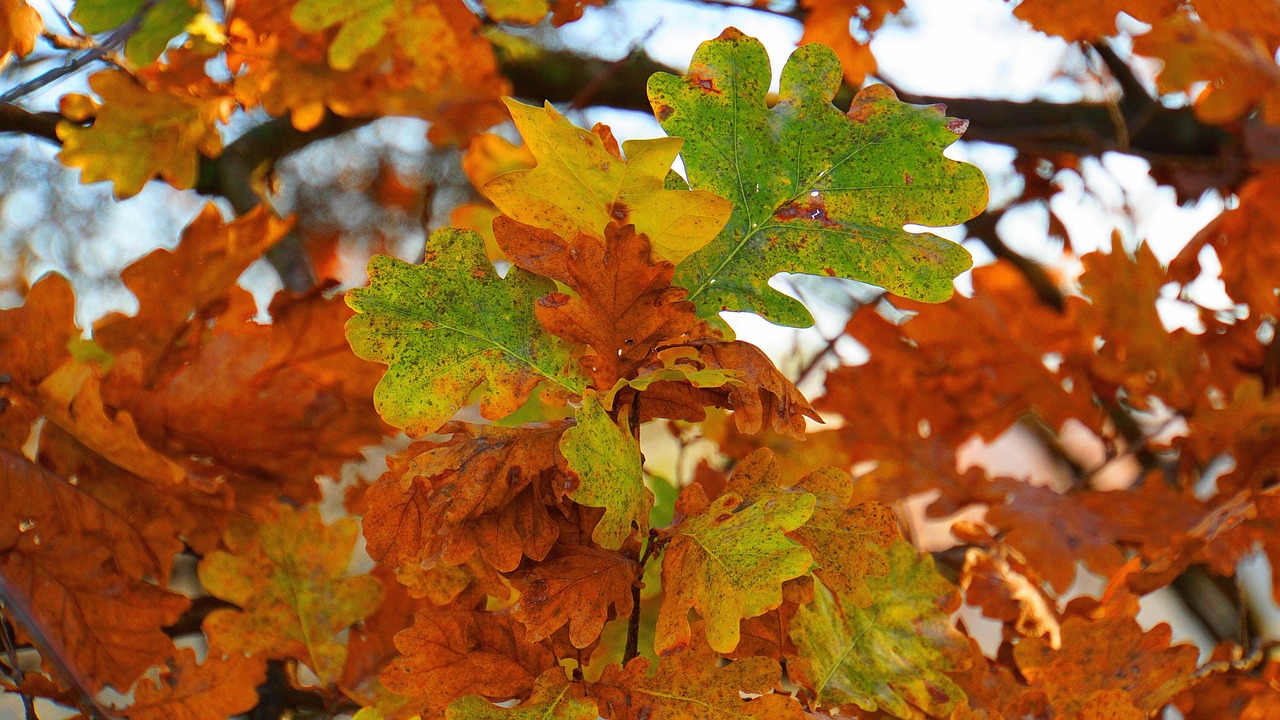 Otoño Hojas Colores Amarillo - Foto gratis en Pixabay - Pixabay