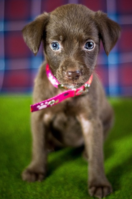 Chien Adoption Chiot - Photo gratuite sur Pixabay - Pixabay