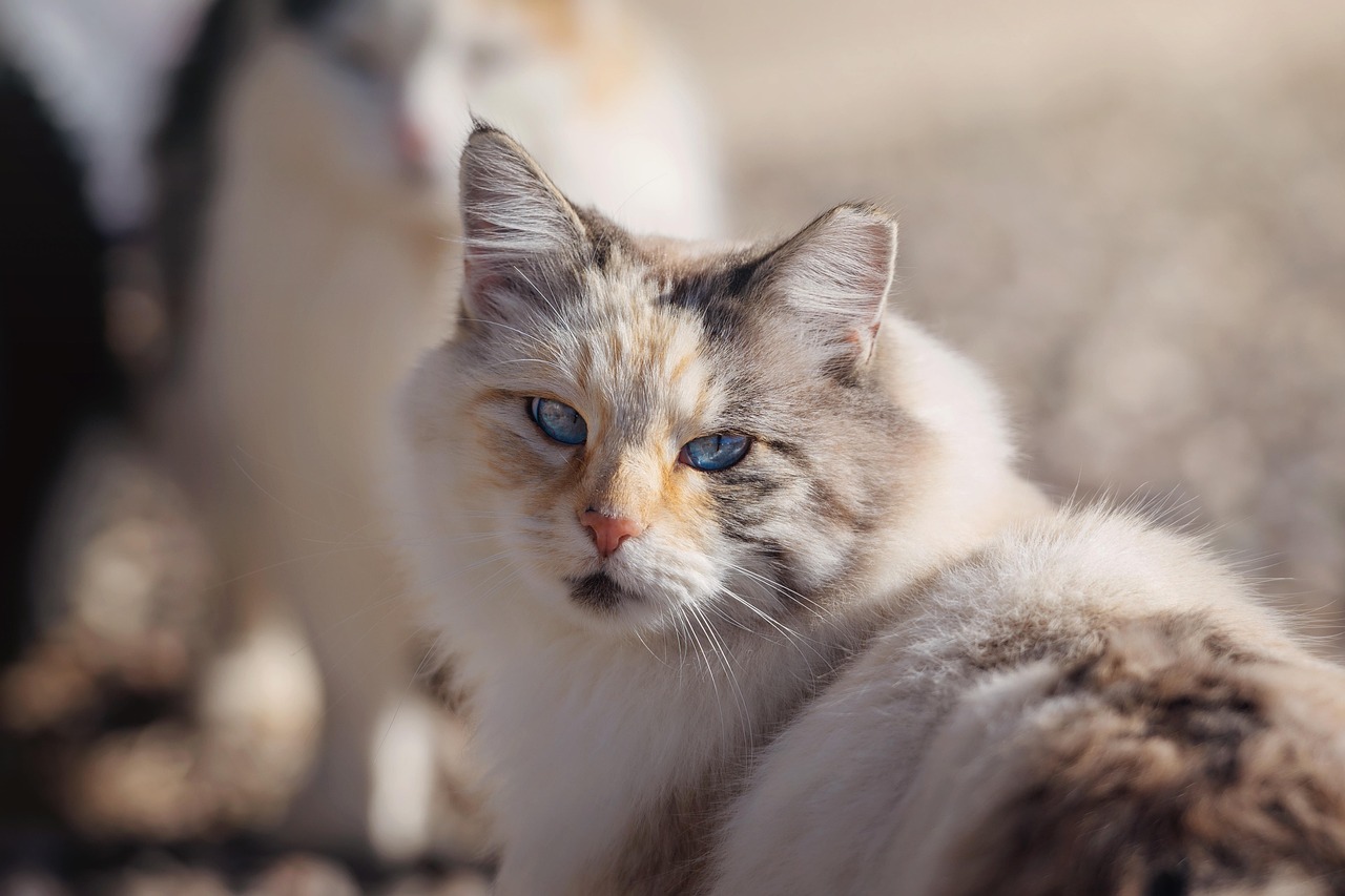 Cat Animal De Compagnie Les - Photo gratuite sur Pixabay - Pixabay