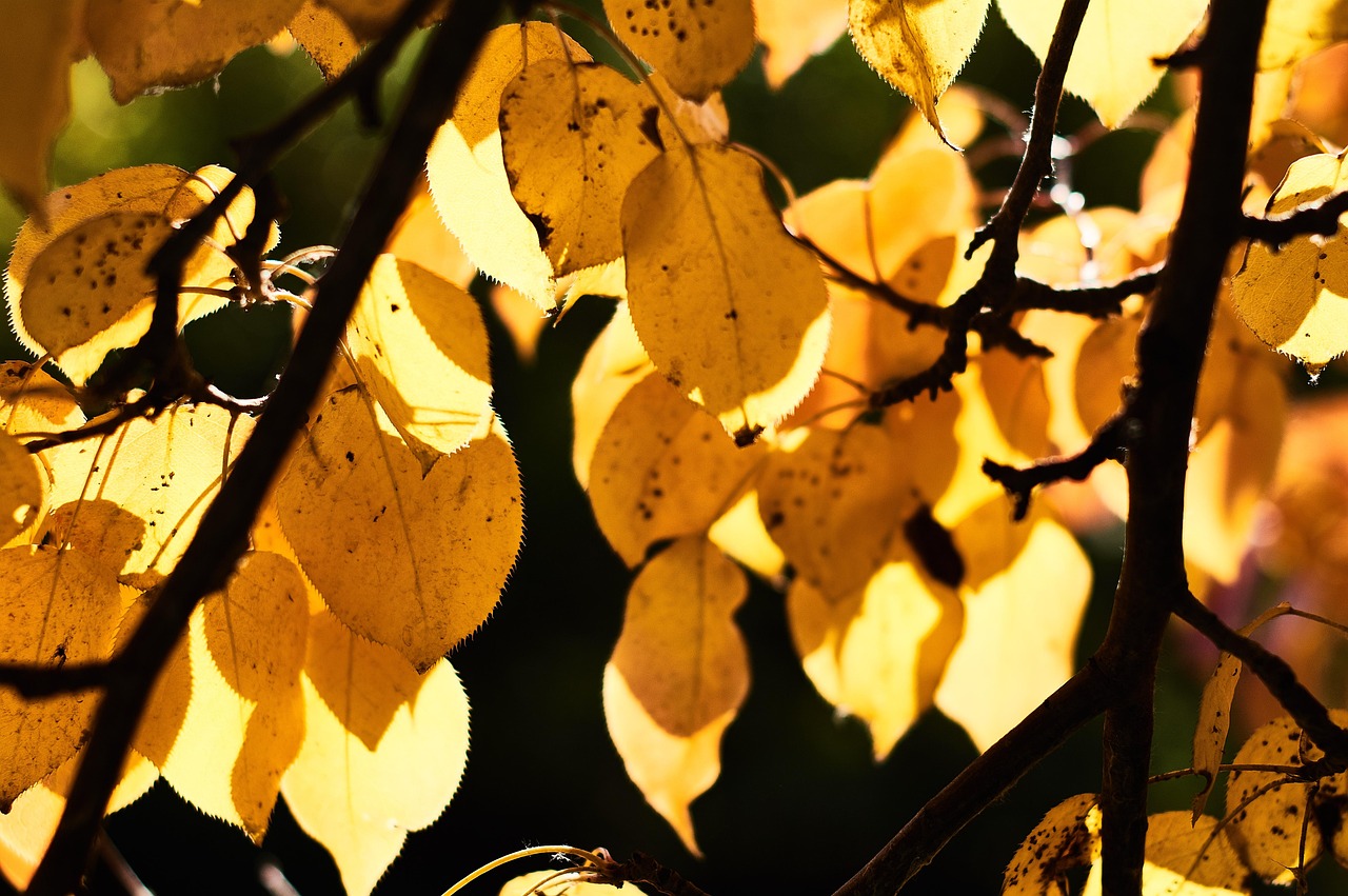 Otoño Hojas Amarillo - Foto gratis en Pixabay - Pixabay