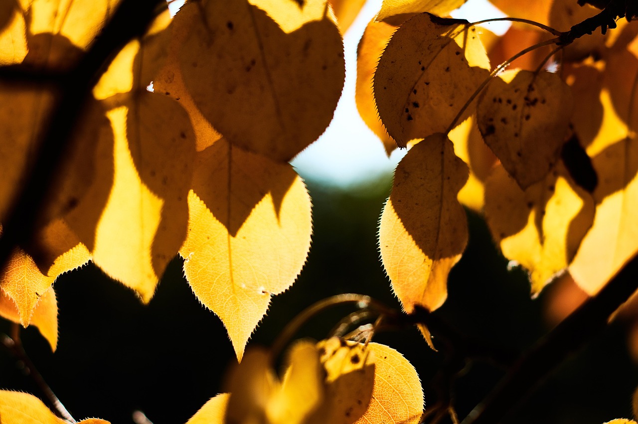 Leaves Fall Tree - Free photo on Pixabay