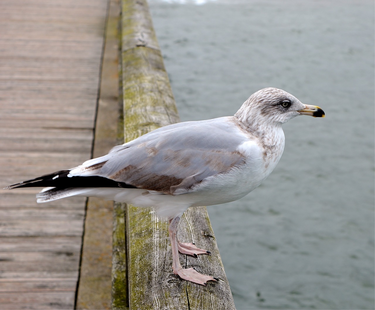 Gull Baltic Sea Maritime Water - Free photo on Pixabay