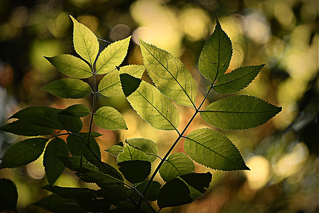 6,000+ Free Stem & Nature Images - Pixabay