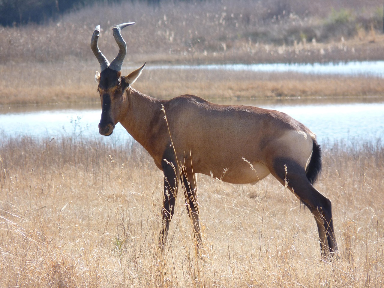Rote Kuhantilope Antilope Männchen - Kostenloses Foto auf Pixabay - Pixabay