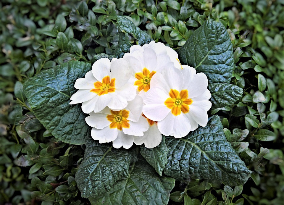 Flower Primroses Spring Flowers - Free photo on Pixabay