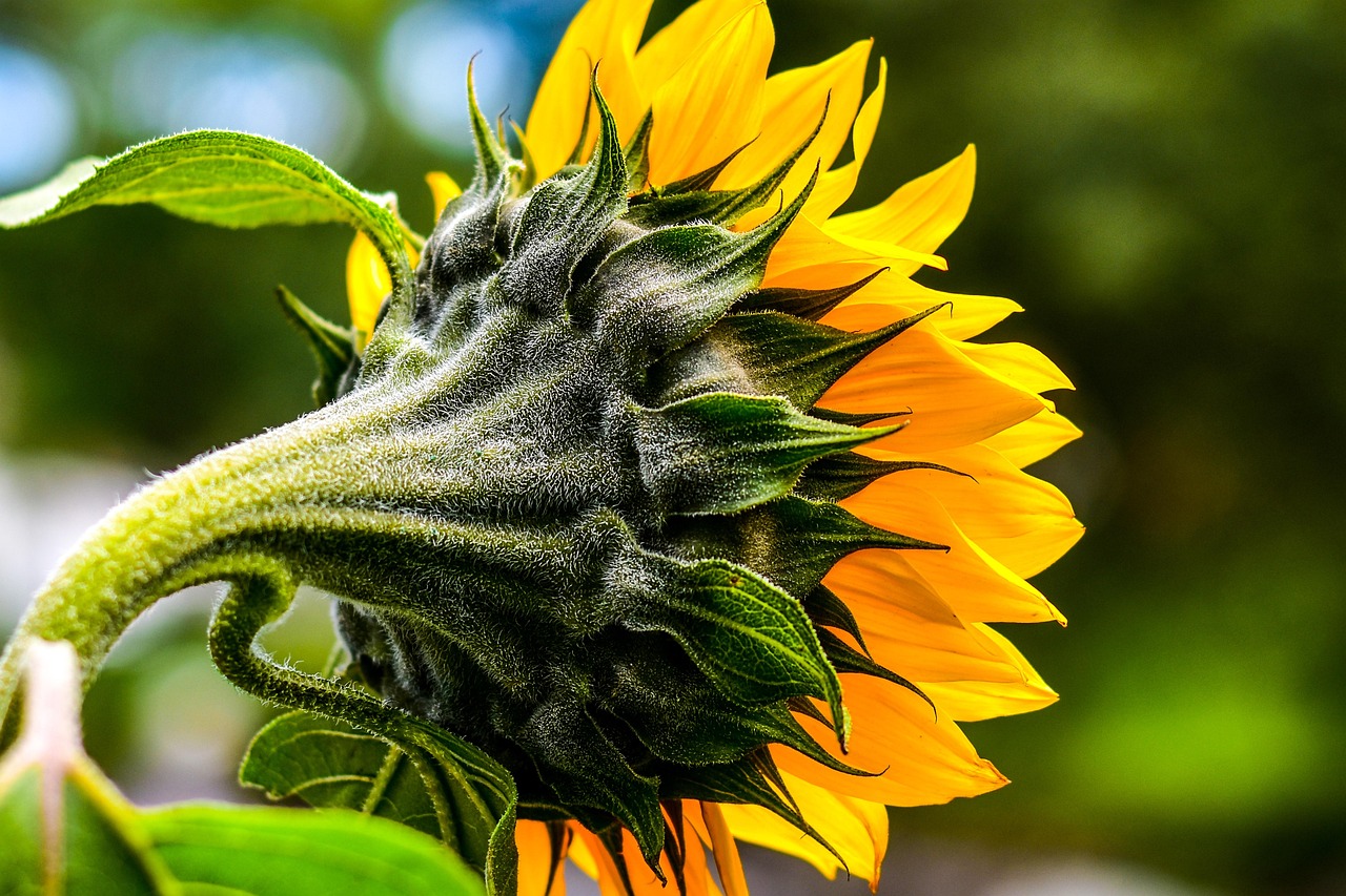 Tournesol Fleur La Nature Le - Photo gratuite sur Pixabay - Pixabay