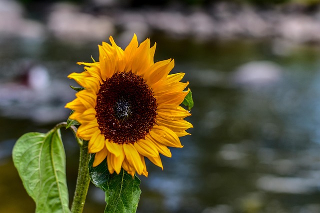 Sunflower Bunga Alam Musim - Foto gratis di Pixabay - Pixabay