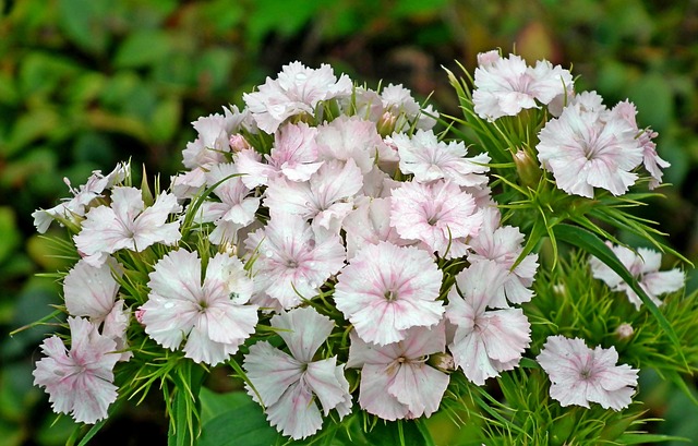 Gożdzik Batu Bunga Taman - Foto gratis di Pixabay - Pixabay