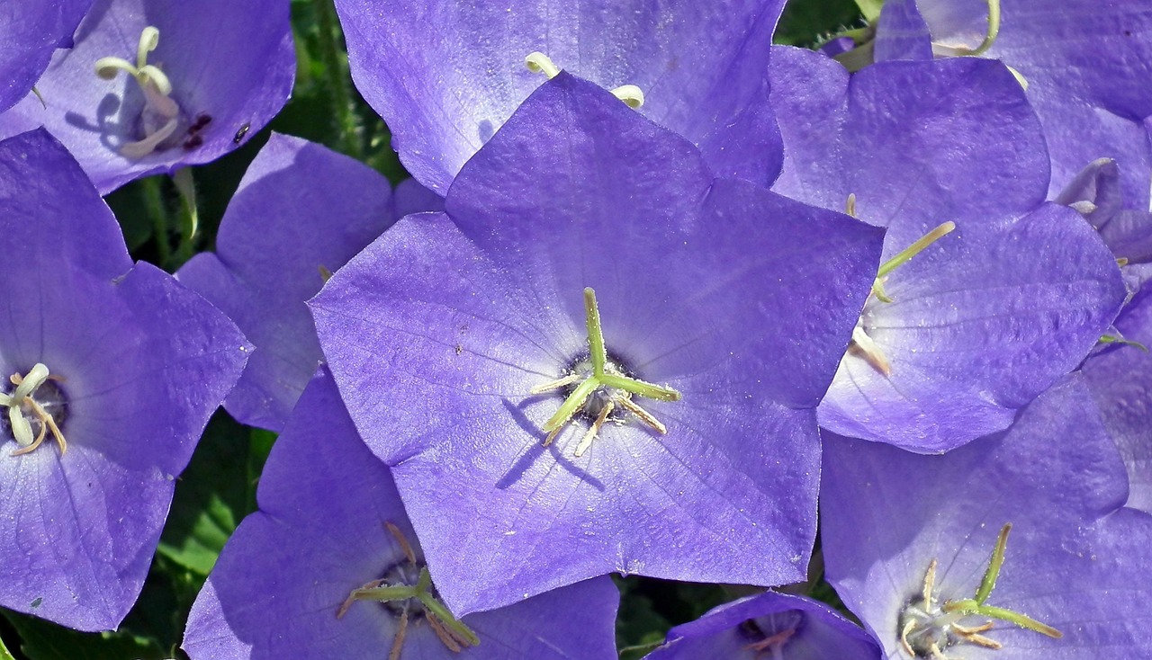 Rozwar Fleurs Bleu - Photo gratuite sur Pixabay - Pixabay