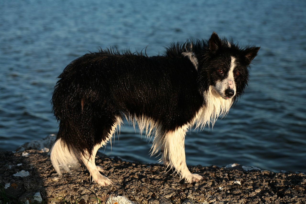 Collie Perro Mascota - Foto gratis en Pixabay - Pixabay