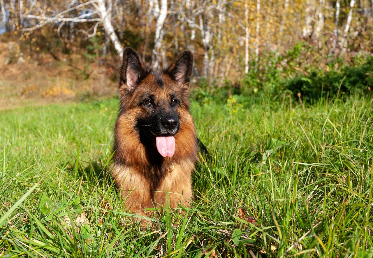 Chien Berger Allemand - Photo gratuite sur Pixabay - Pixabay