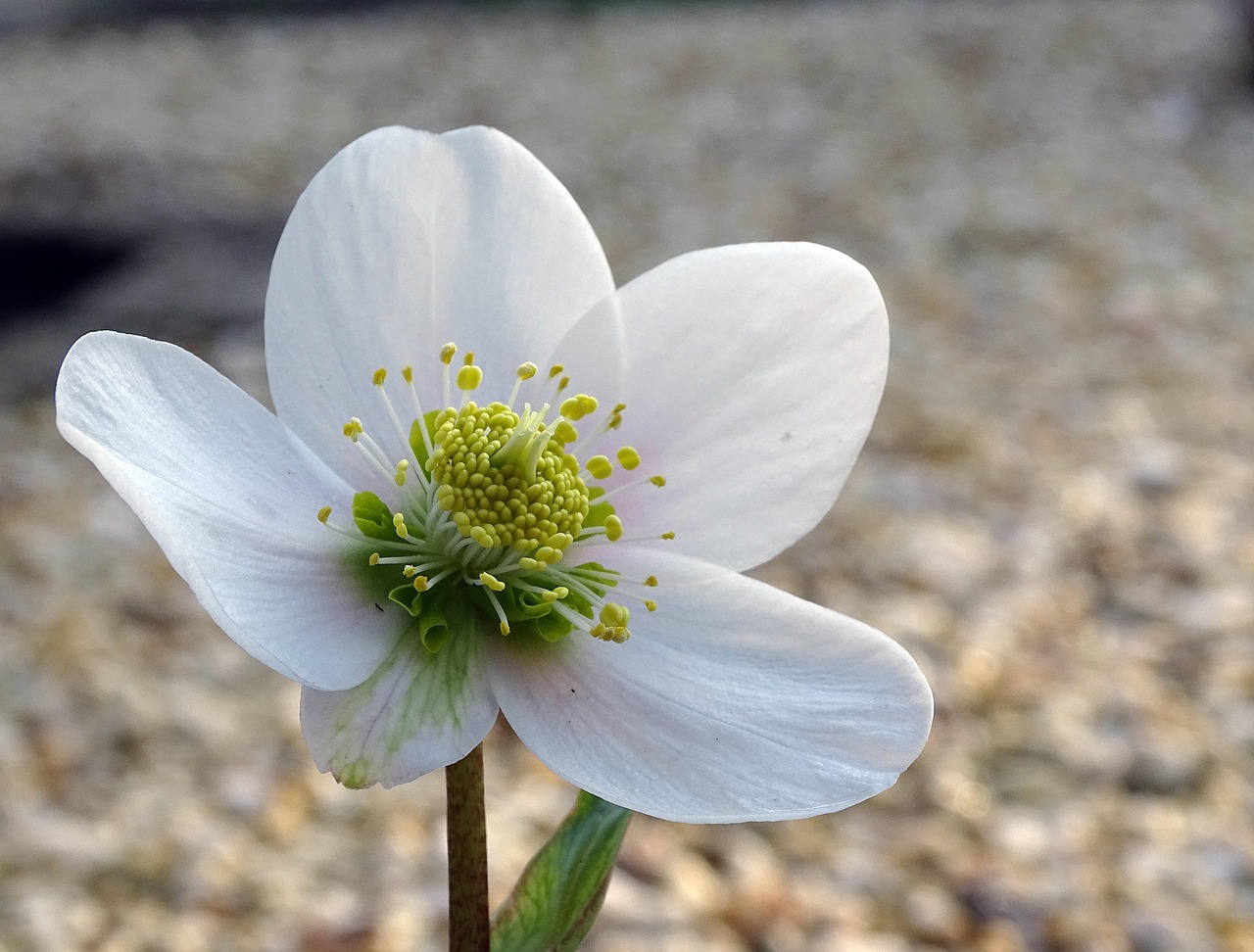 Christrose Schneerose Blume - Kostenloses Foto auf Pixabay - Pixabay