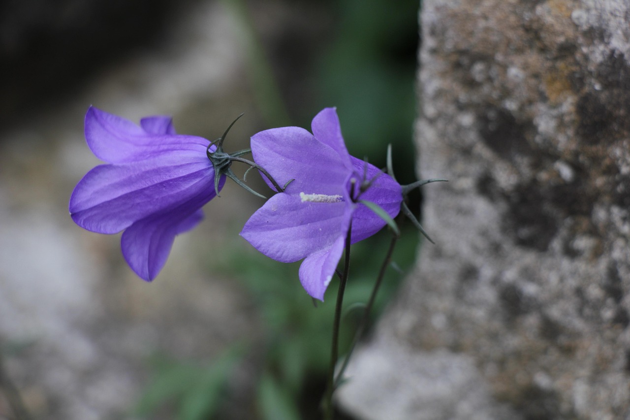 Cloche Fleurs Flore - Photo gratuite sur Pixabay - Pixabay