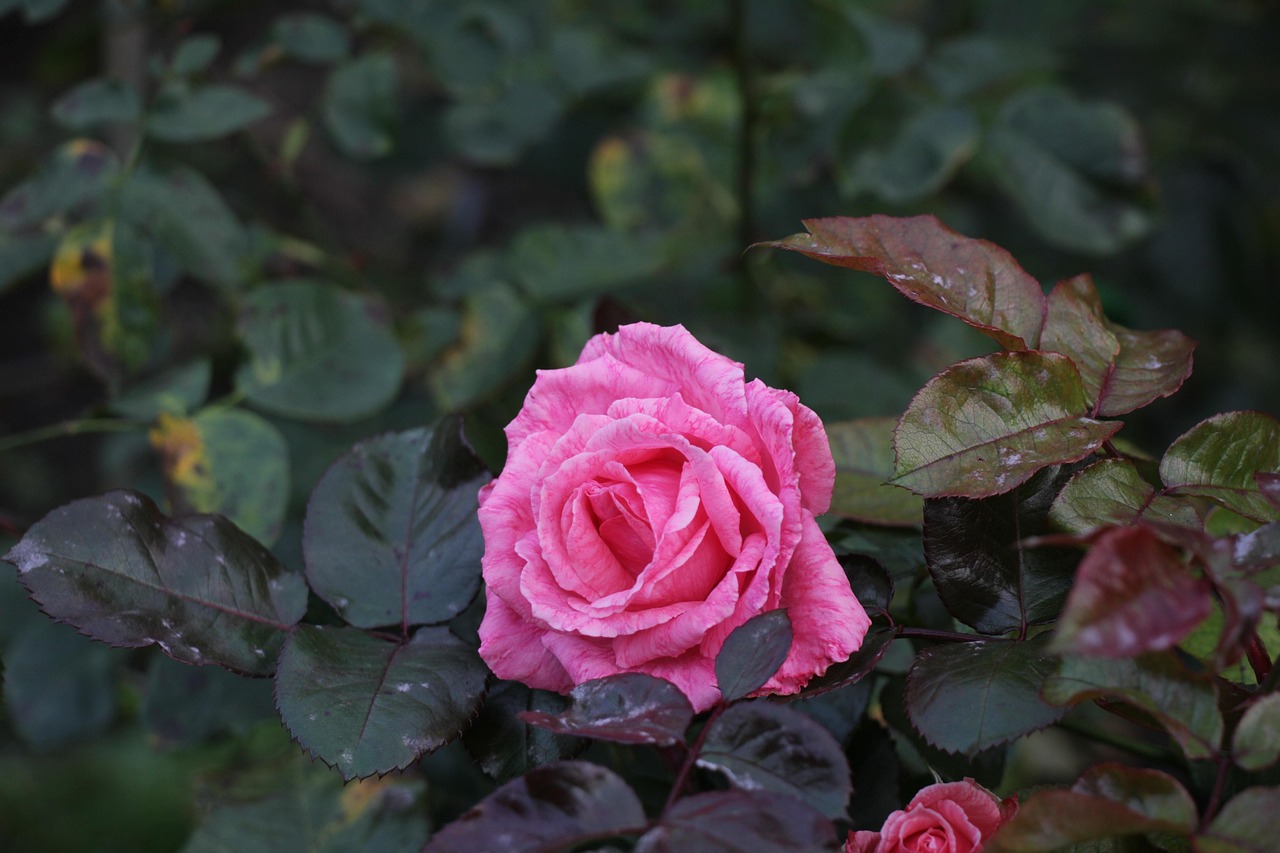 Rose Herbst Blume - Kostenloses Foto auf Pixabay