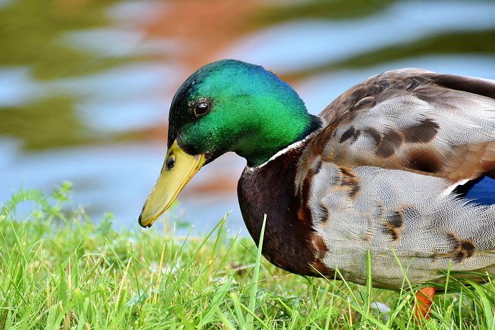 1,000+ Free Drake & Duck Images