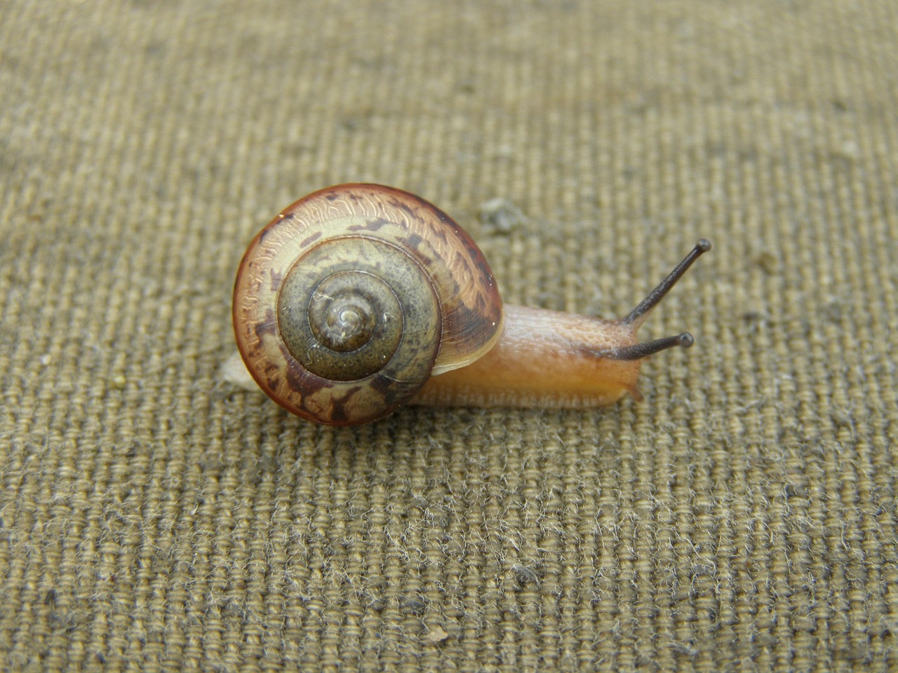 Snail Summer Nature - Free photo on Pixabay