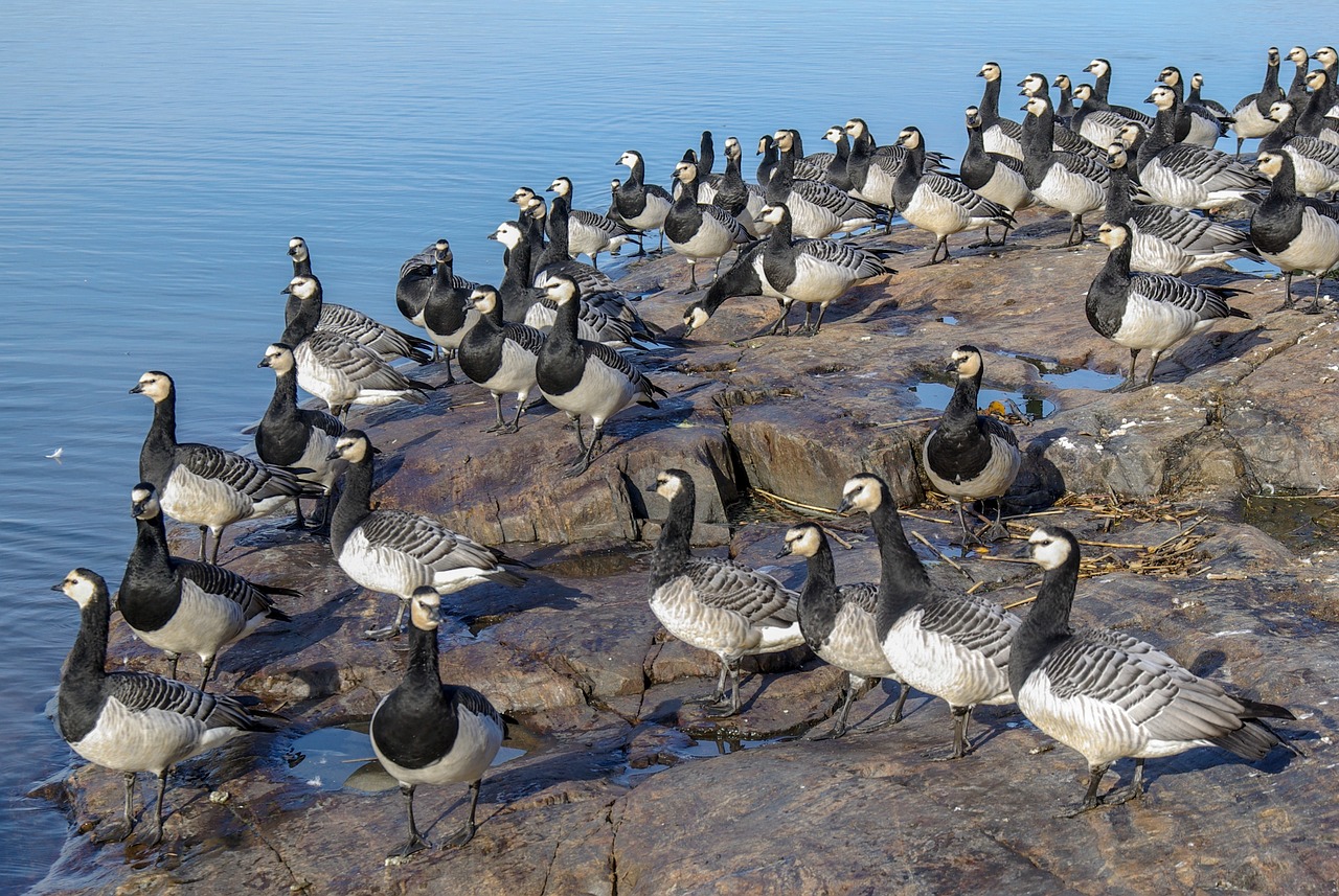 Oies Migration D'Automne L'Eau Des - Photo gratuite sur Pixabay - Pixabay