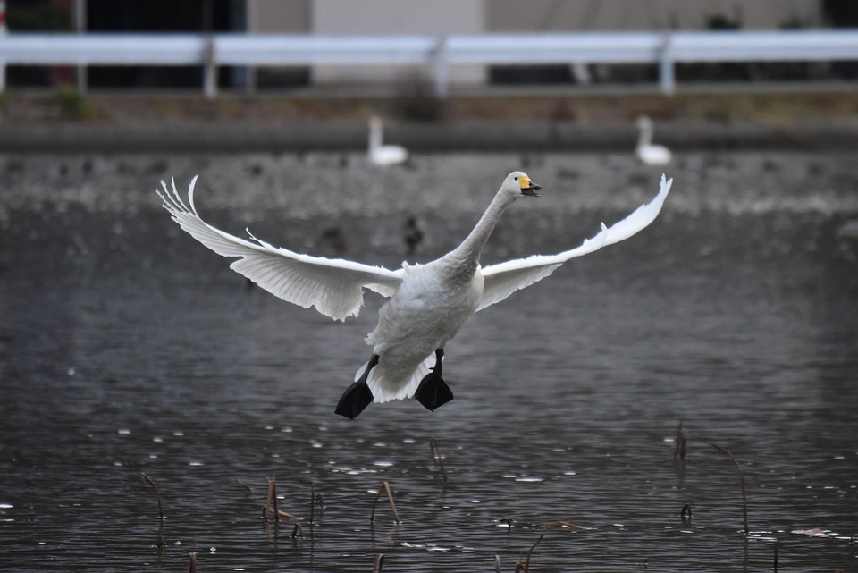Animal Lac Riverain - Photo gratuite sur Pixabay