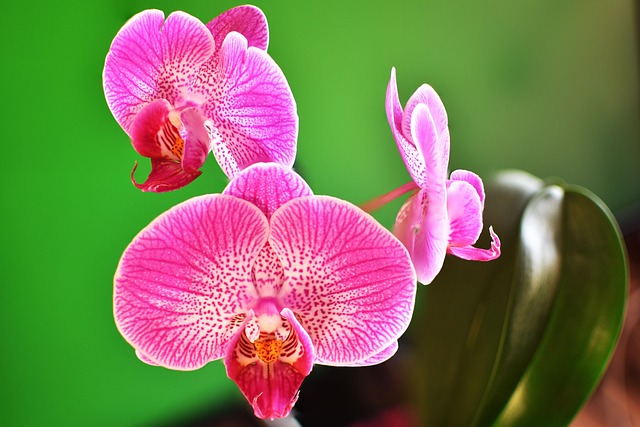 Orchidee Blumen Makro - Kostenloses Foto auf Pixabay - Pixabay