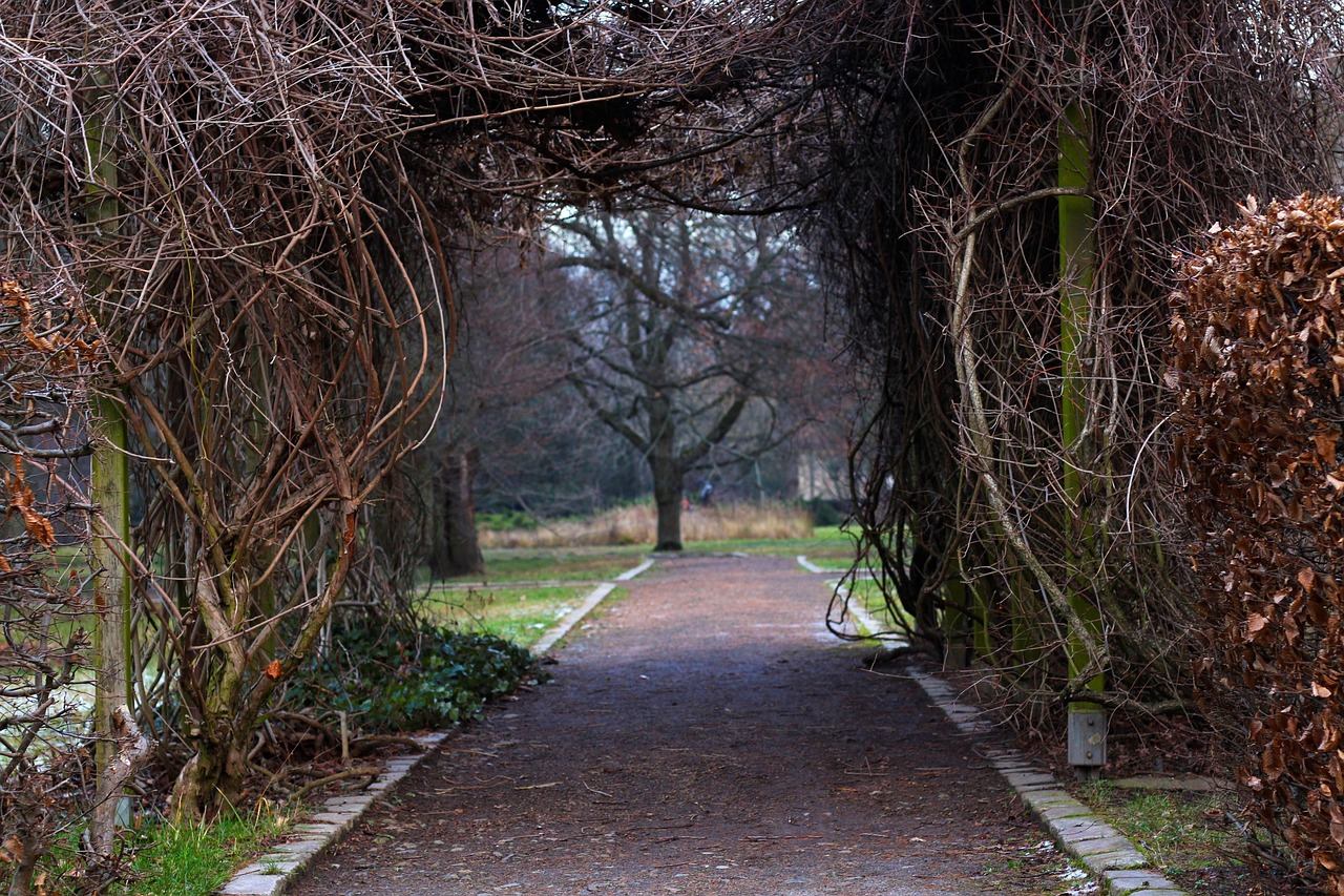 Park Path Branches - Free photo on Pixabay - Pixabay
