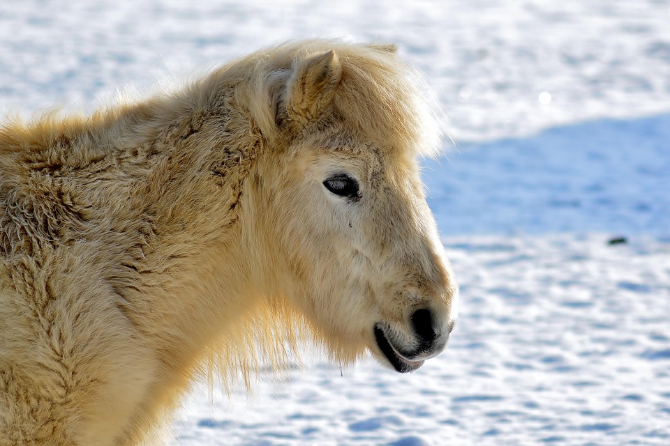 Pony Winter Snow - Free photo on Pixabay
