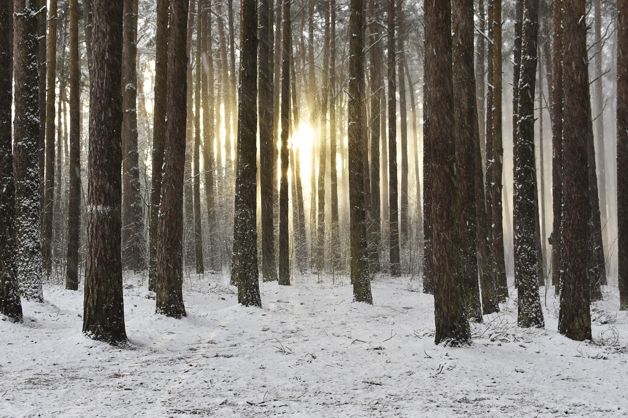Woodland Snow Winter - Free photo on Pixabay