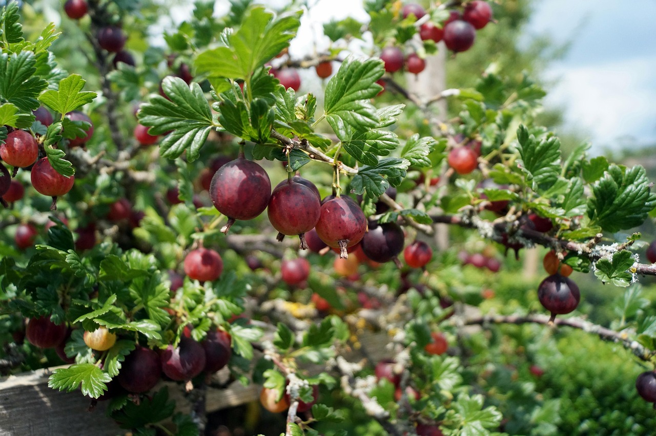 Gooseberry Berry Gooseberries - Free photo on Pixabay - Pixabay