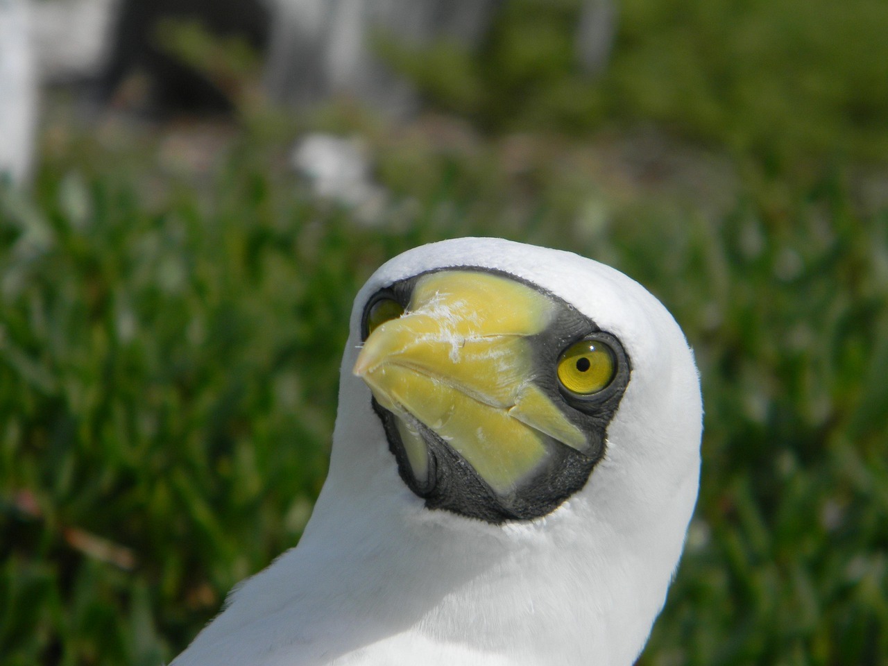 Booby Bird Nature - Free photo on Pixabay - Pixabay