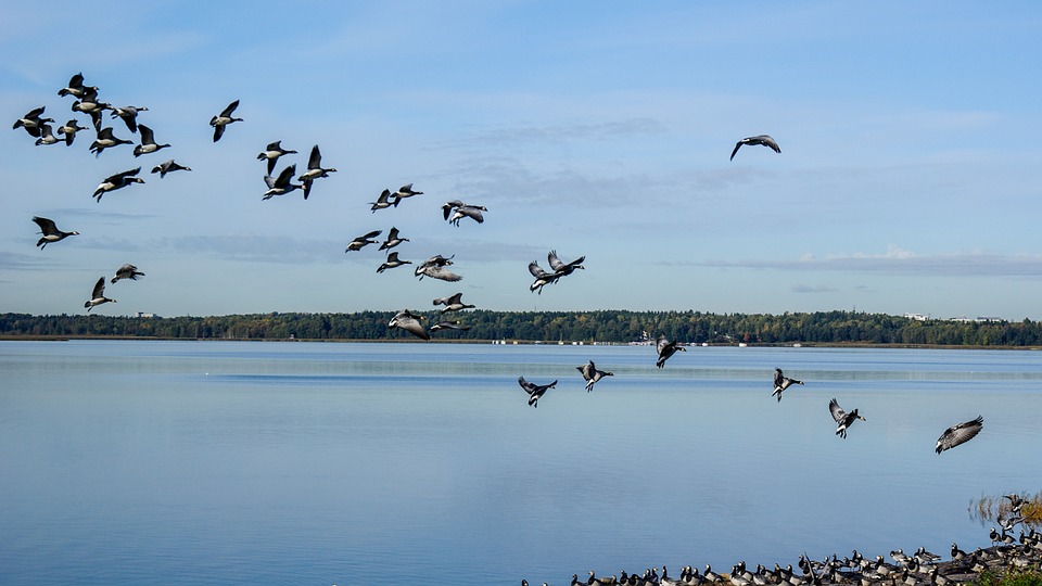 Geese Flying Birds - Free photo on Pixabay