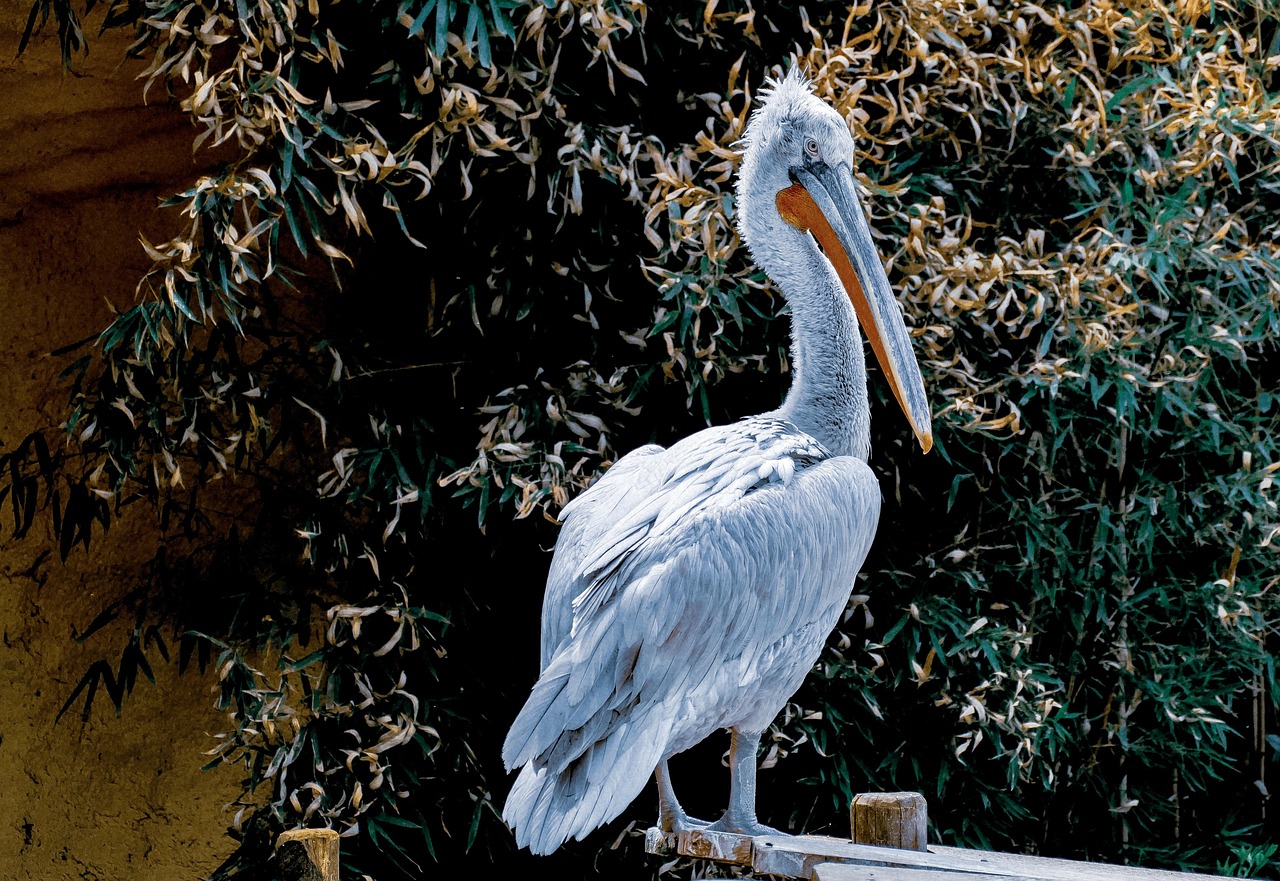 Pelícano Pájaro Naturaleza Fauna - Foto gratis en Pixabay - Pixabay
