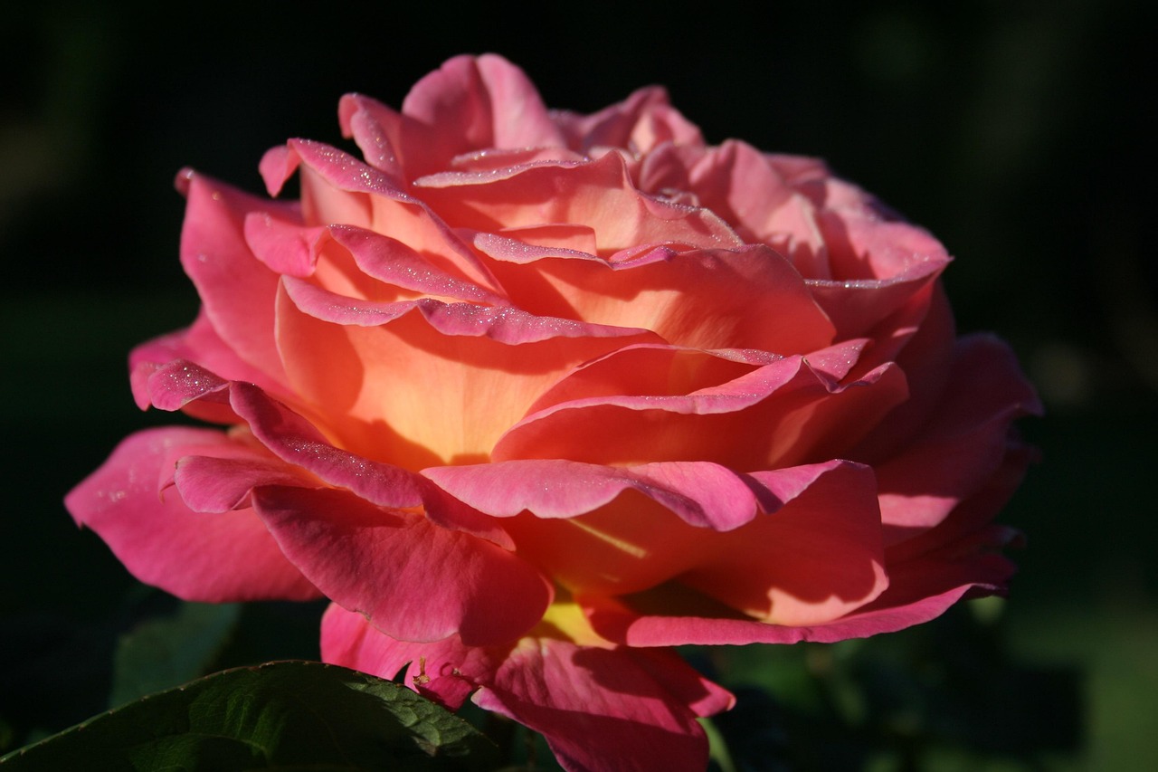 Rose Anglaise Fleur - Photo gratuite sur Pixabay - Pixabay