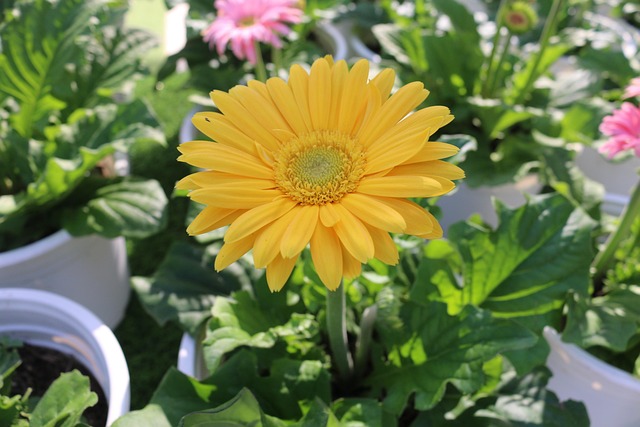 Flower Cambodia Cambodian Skyland - Free photo on Pixabay